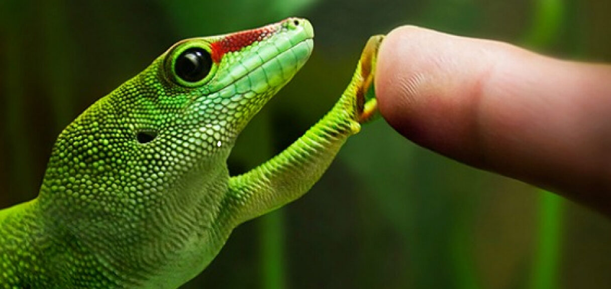 How can humans live in harmony again with nature? - Scalian